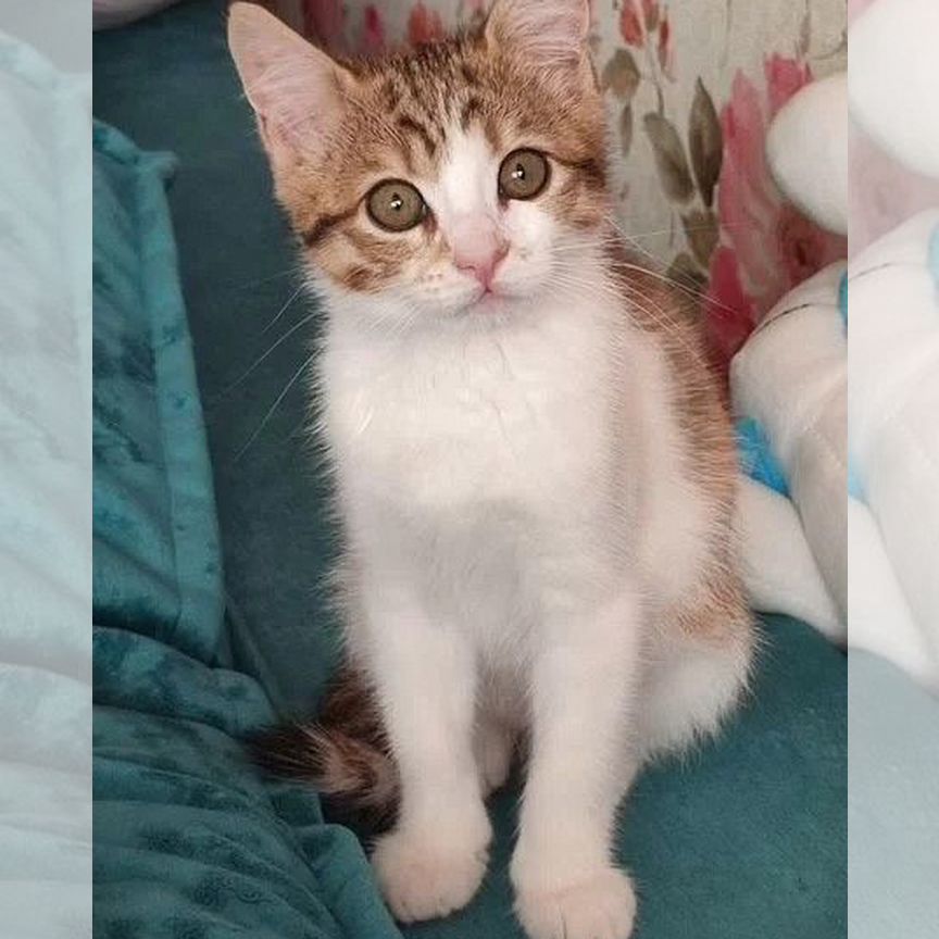 Котенок девочка