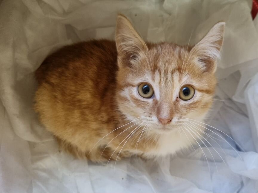 Рыжий котёнок)