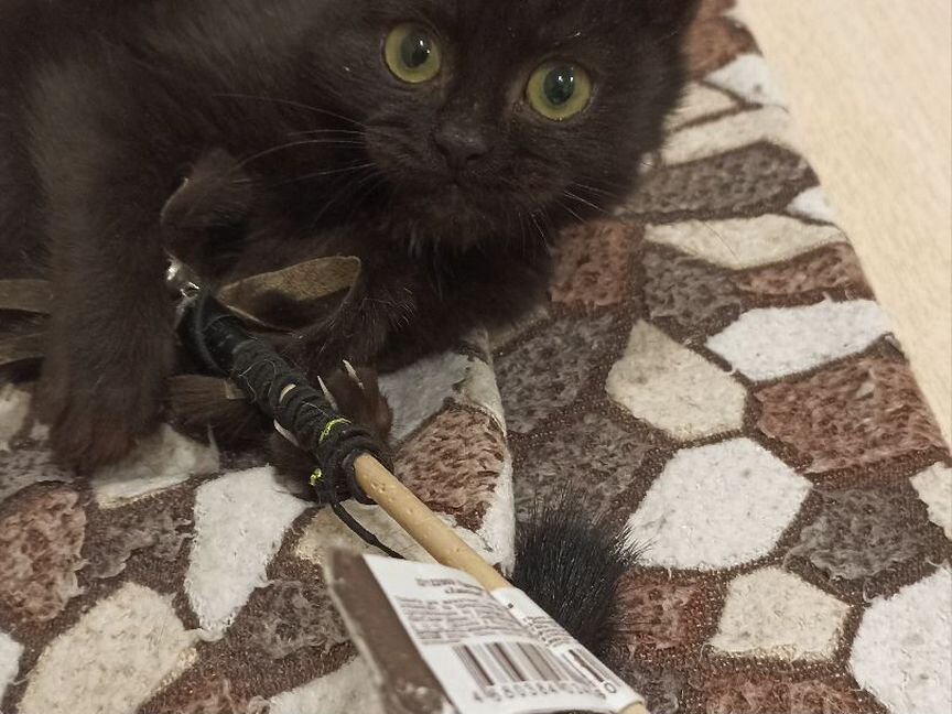 Кошка в дар