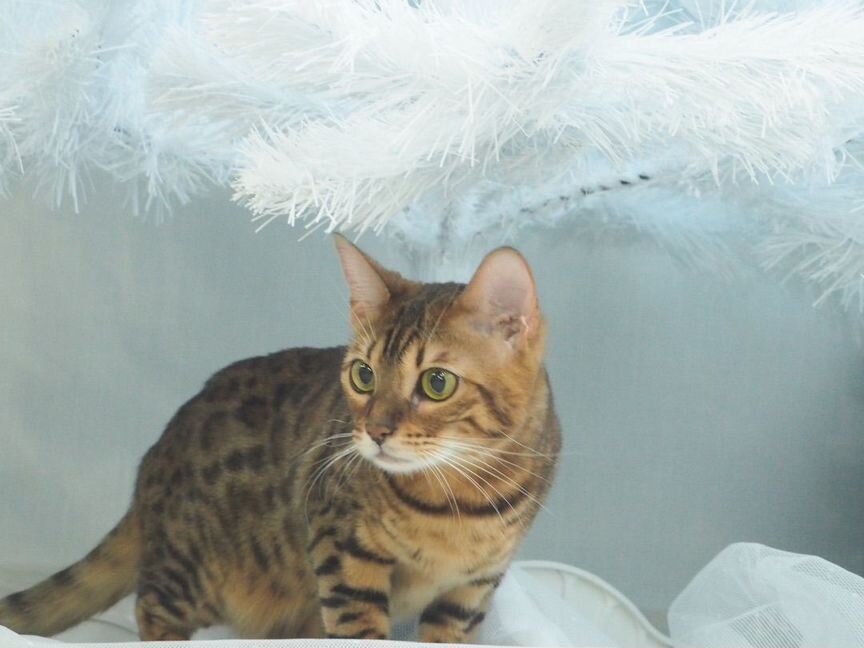 Бенгальская кошка