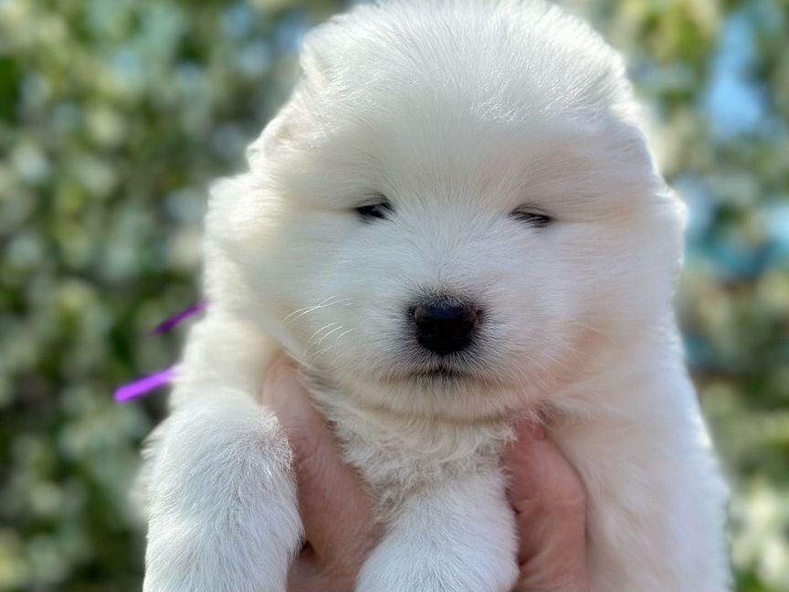 Самоедская лайка