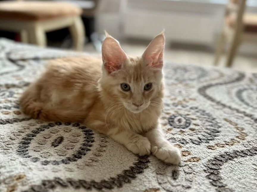 Котята мейн-кун мэйнкун