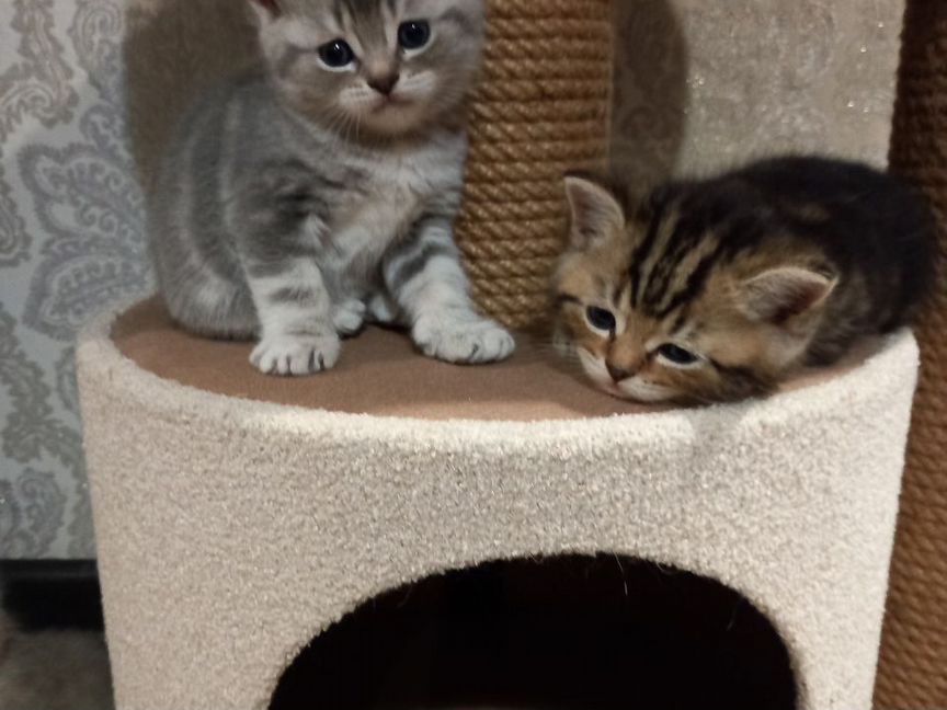 Шотландские котята