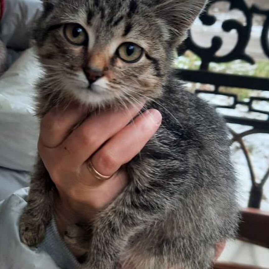 Котик серенький
