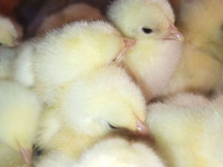 Цыпленок броллер