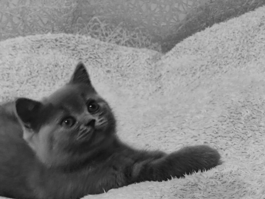 Британский котёнок