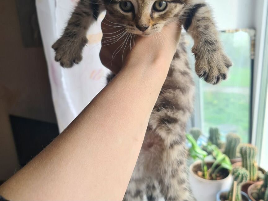 Котенок девочка