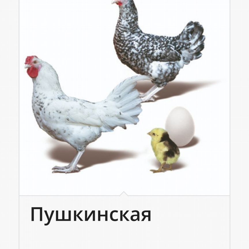 Совместное приобретение инкубационного яйца