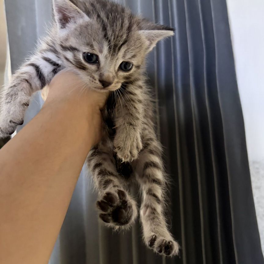 Котёнок в добрые руки