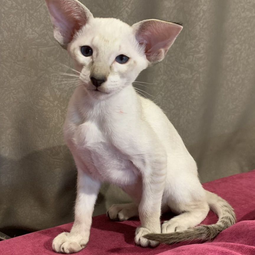 Ориентальный котёнок