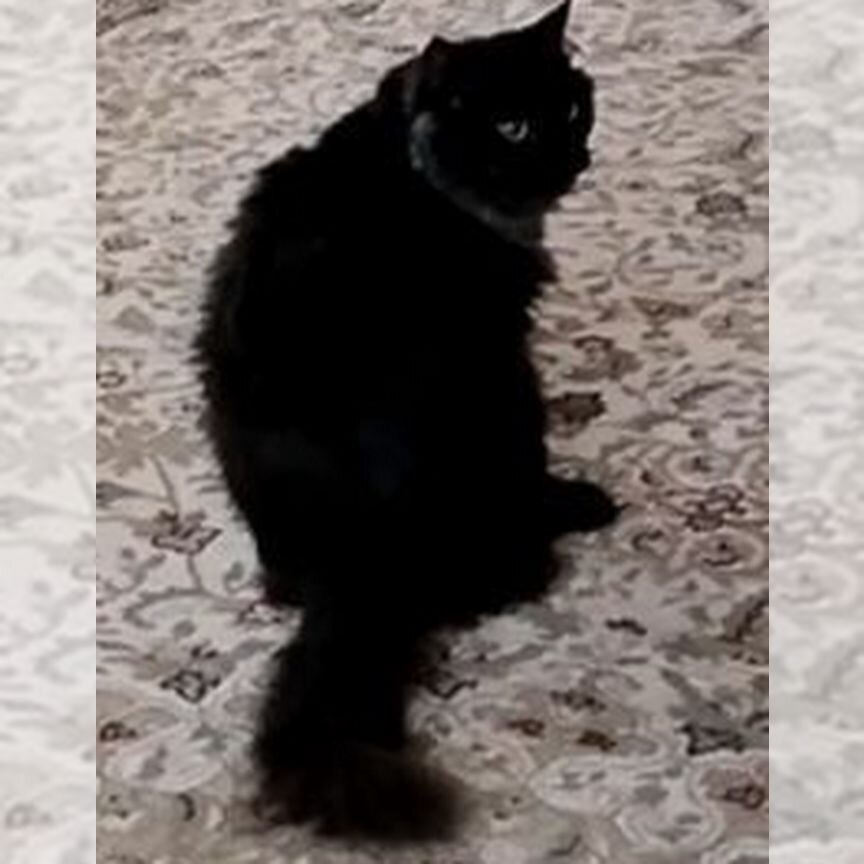Мейн-кун котёнок
