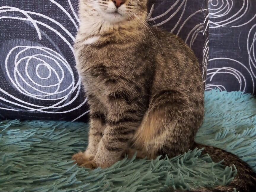 Кошка 6 месяцев в добрые руки