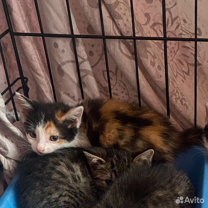 Котята - малыши 1,5 мес