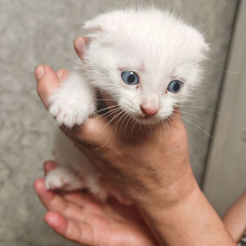 Шотландская кошка