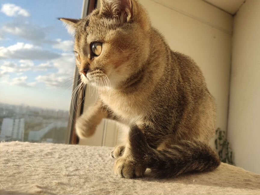 Британские котята золотая шиншилла