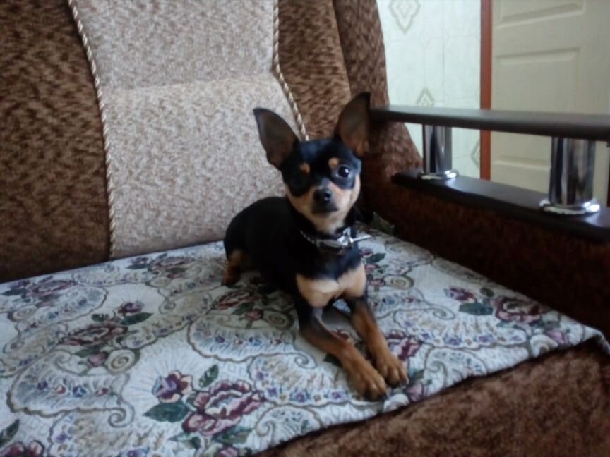 Той-терьер вязка