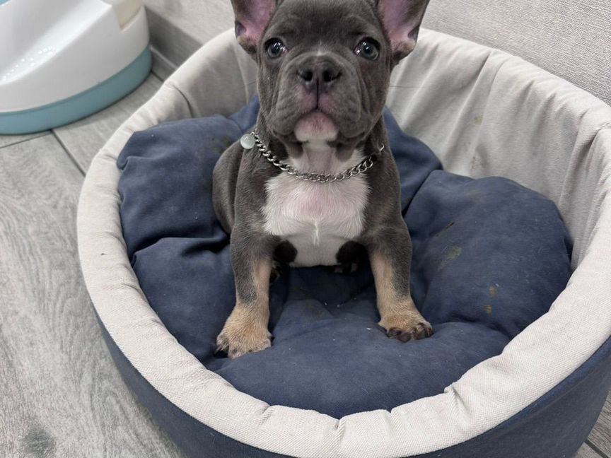 Английский бульдог