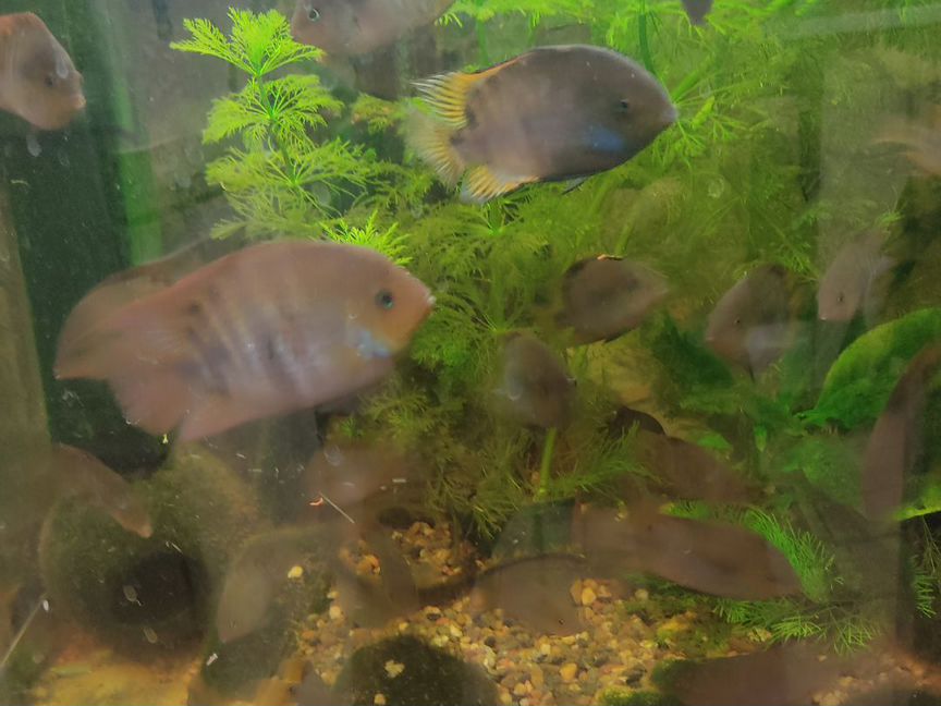 Цихлазома Седжика