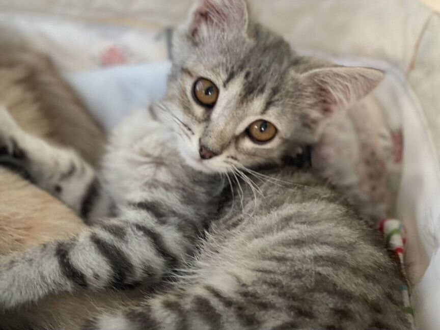 Котенок мальчик серый в добрые руки