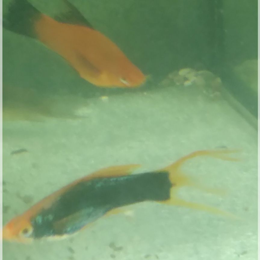 Аквариумные рыбки