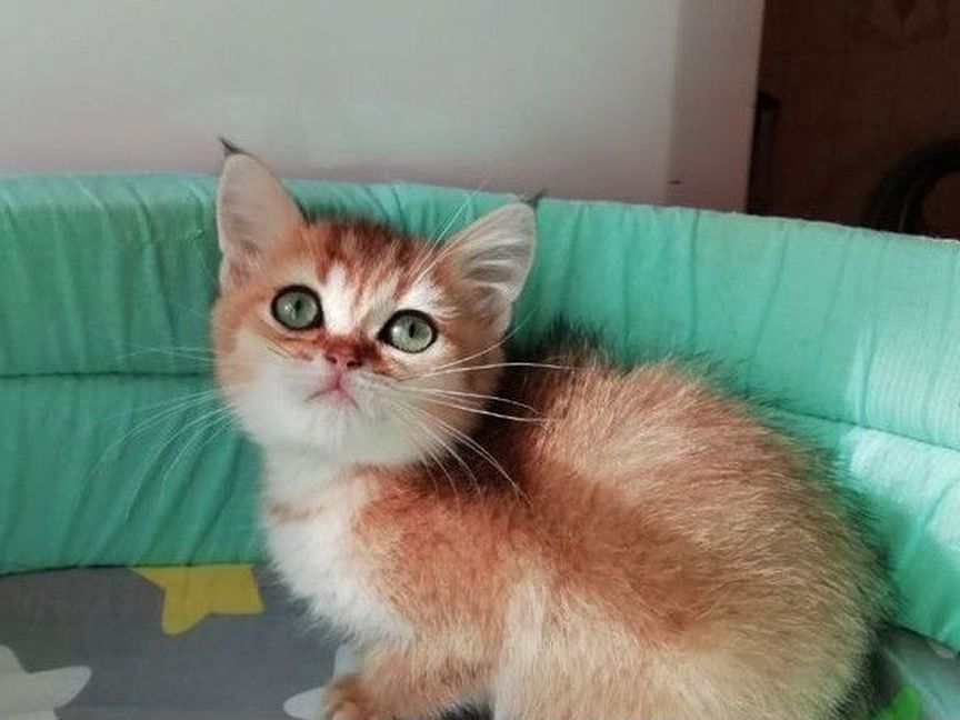 Шотландские золотые котята скоттиш страйт