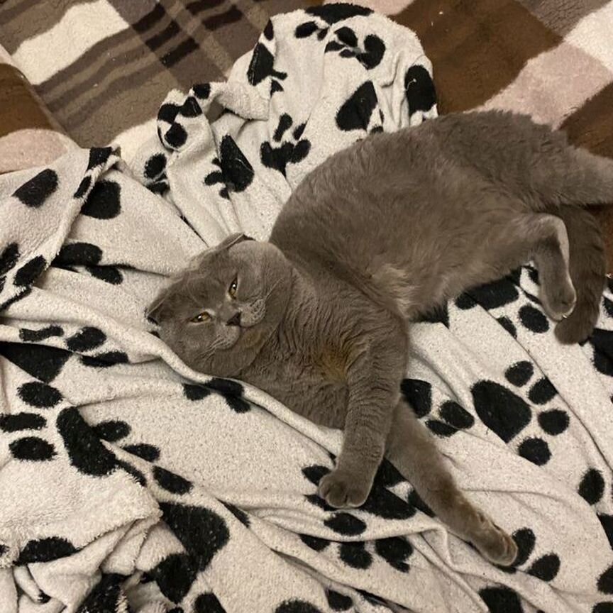 Вислоухий британец в добрые руки