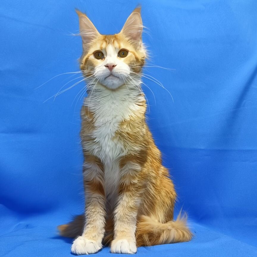 Мейн-кун котёнок