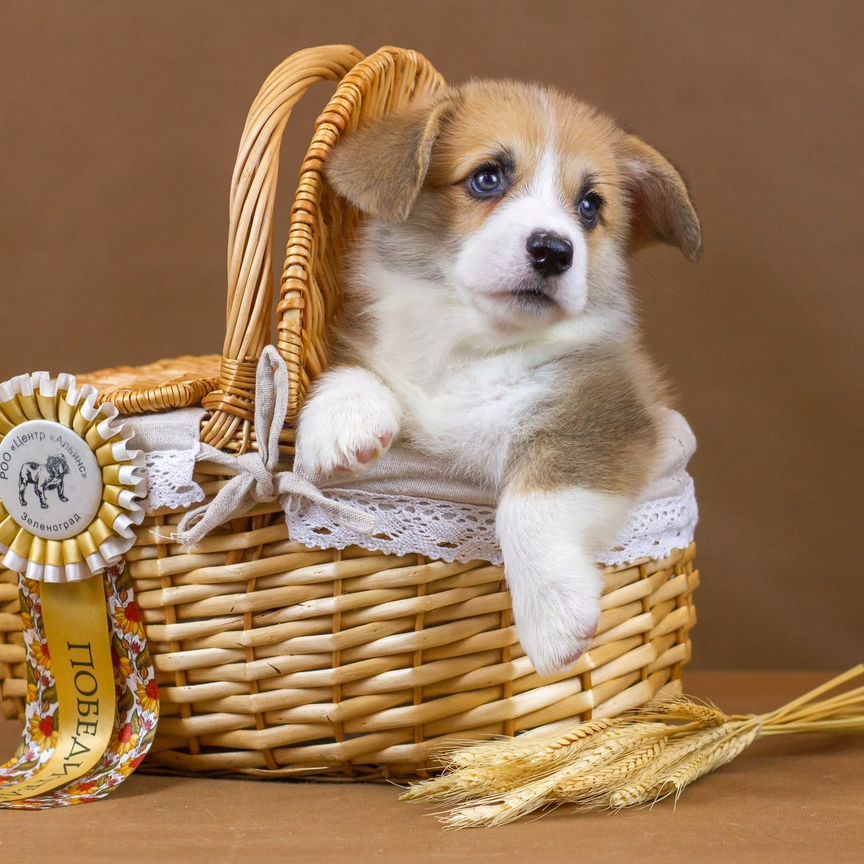 Такие Одни, Щенки Вельш Корги Пемброк