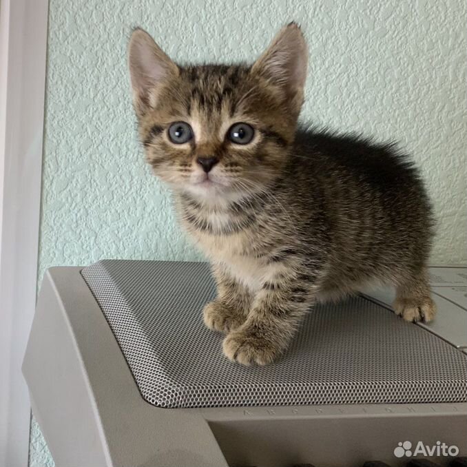 Кашечки 1 мес