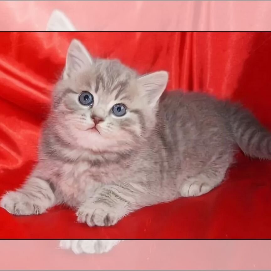 Шотландский прямоухий короткошёрстный котёнок