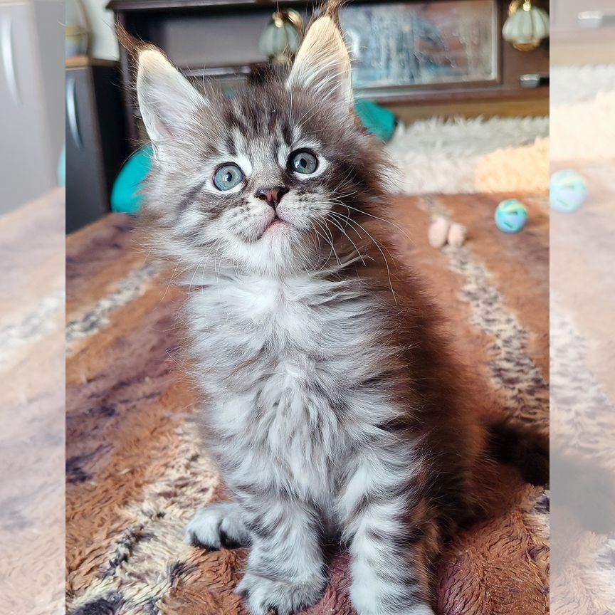 Мейн-кун котёнок