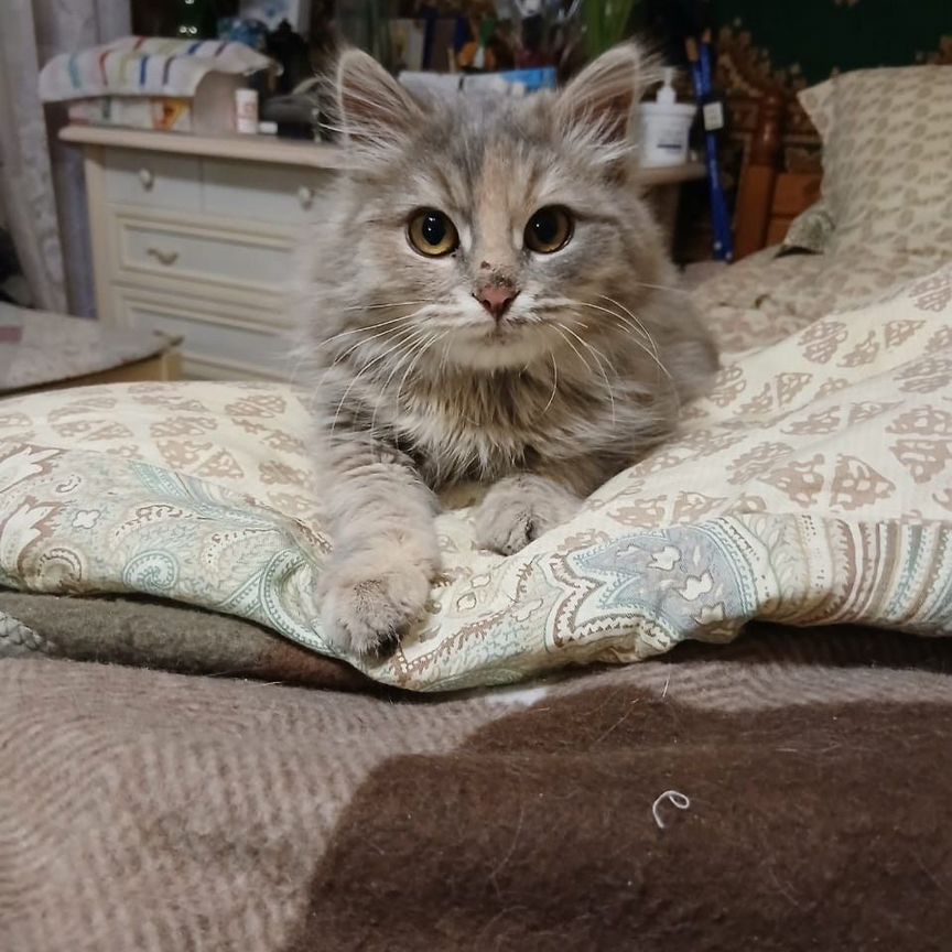 Котенок девочка в добрые руки