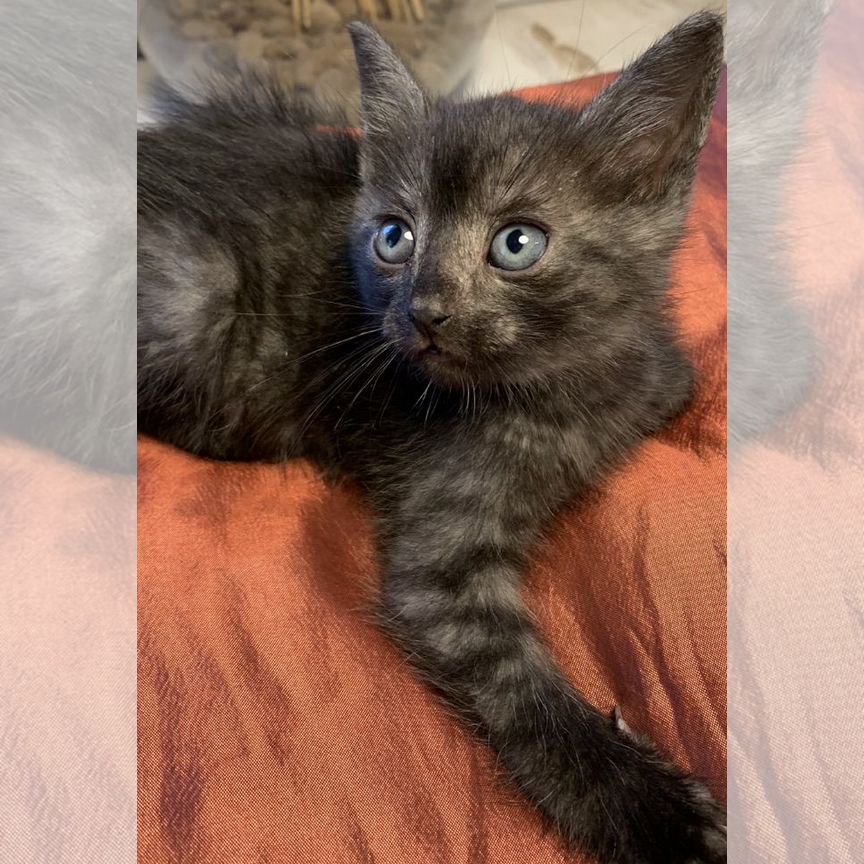 Темно-серый ласковый котенок