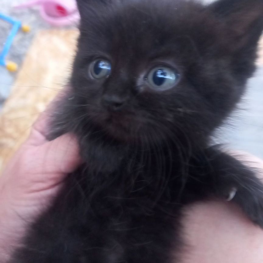 Котята в добрые руки, серая от кошки Британки