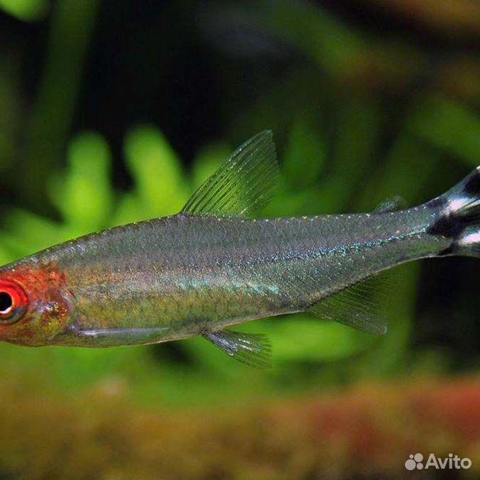 Тетра Родостомус (арт 6028)