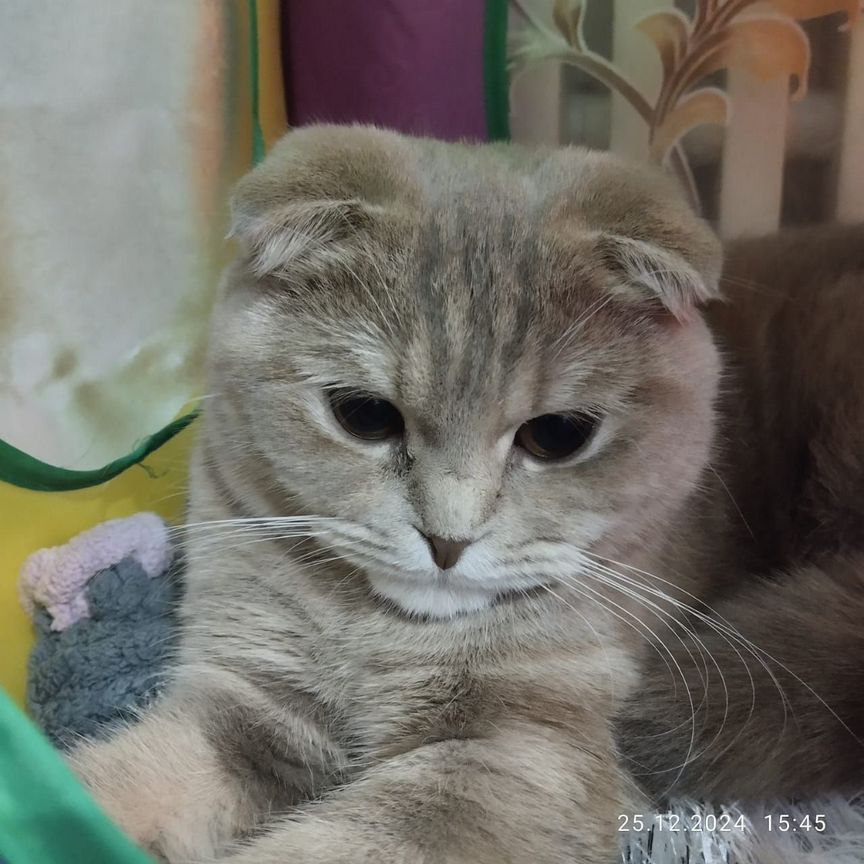 Ищу кота для вязки