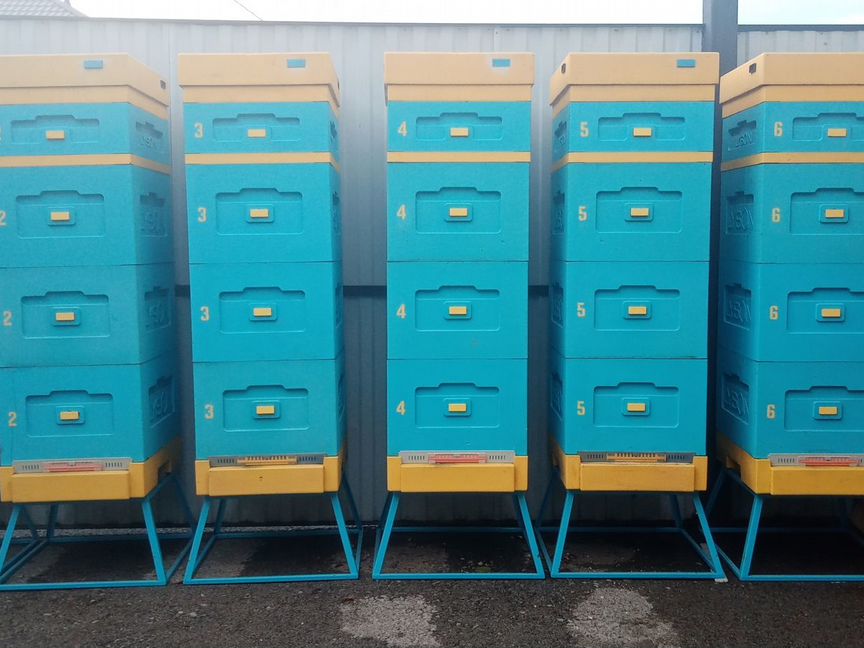 Улья "Лысонь"