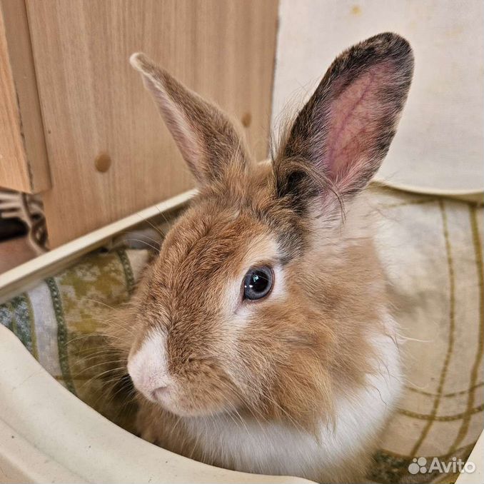 Декоративный кролик