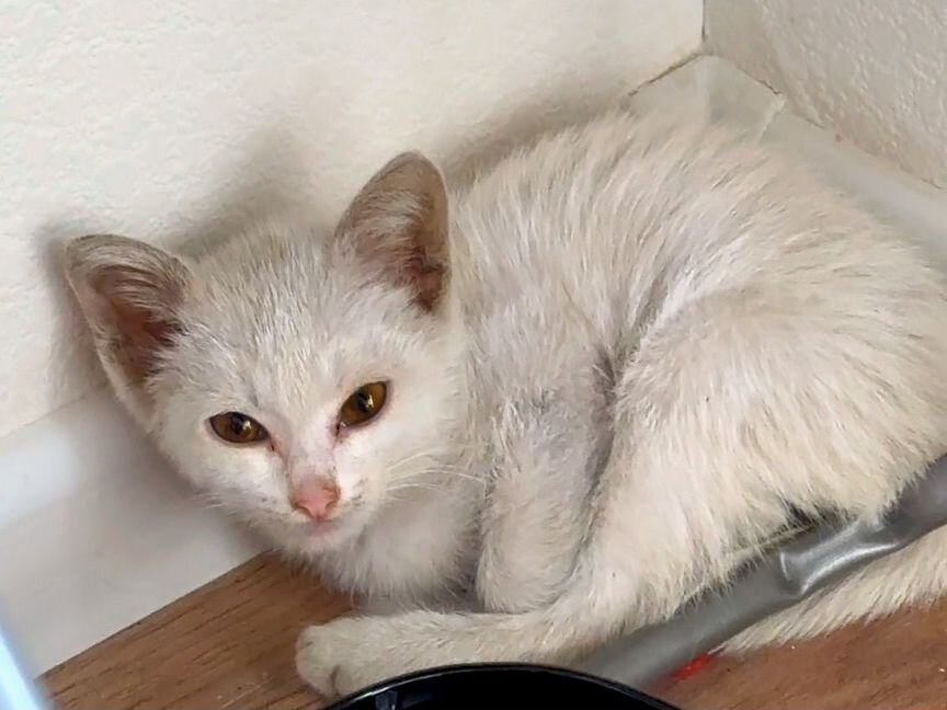 Отдаем кота в добрые руки