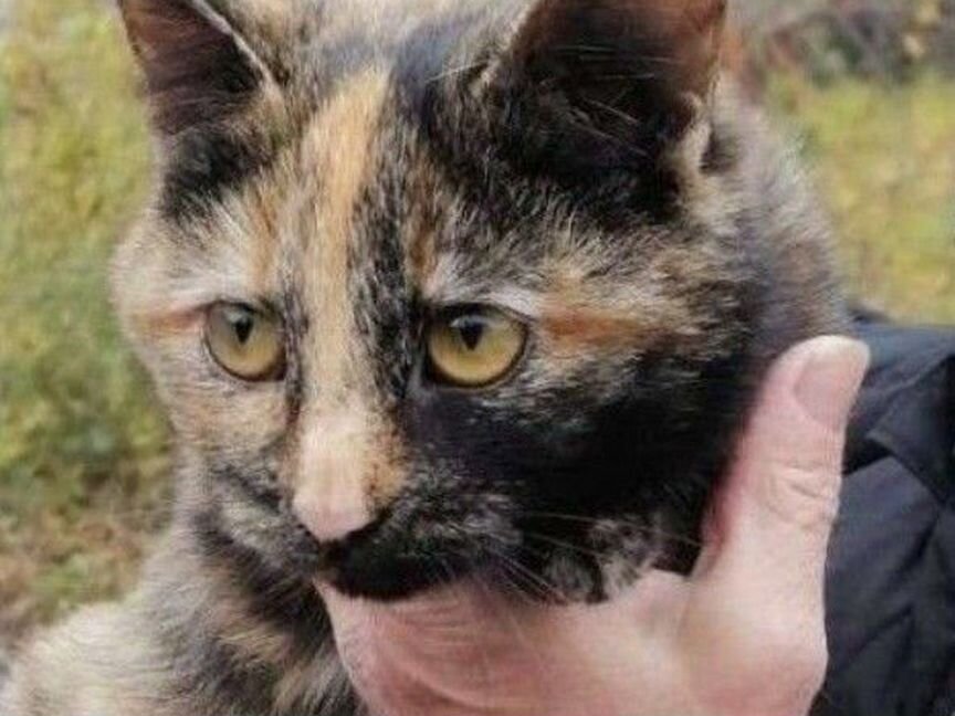 Кошка, 8 мес, в добрые руки