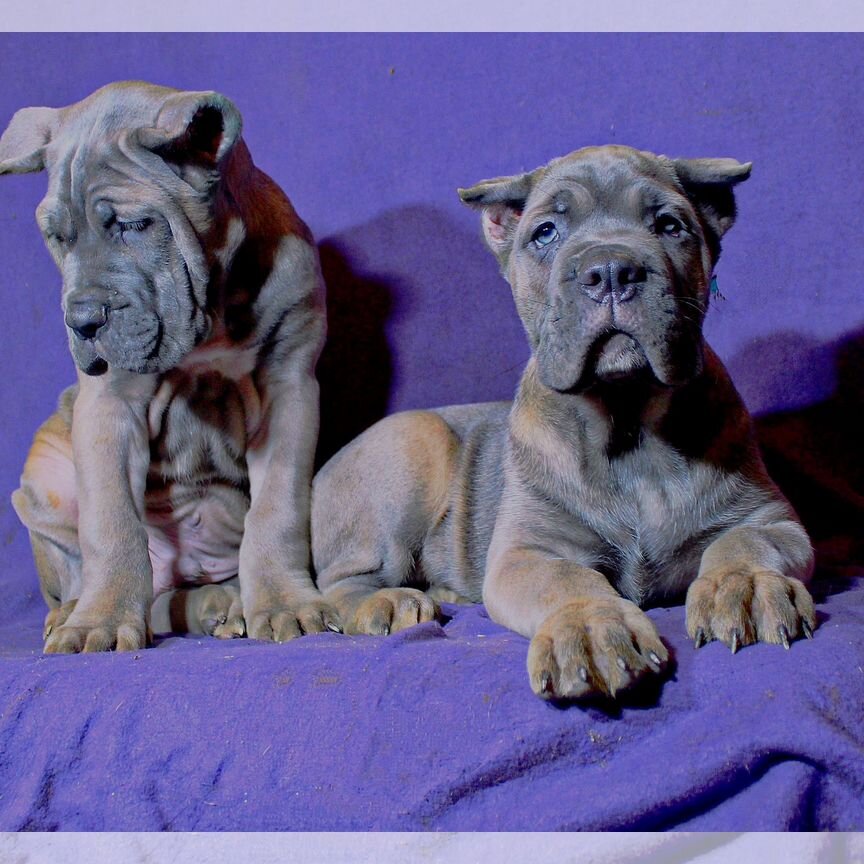 Кане-корсо, щенок