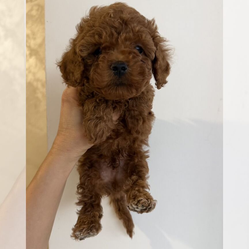 Той-пудель, щенок