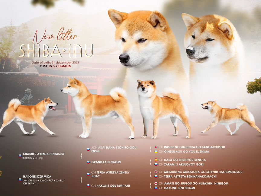 Щенки сиба ину