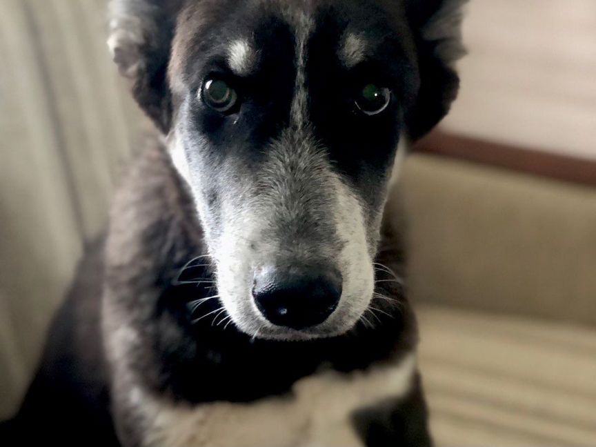 Щенок мальчик Барон 4,5 мес