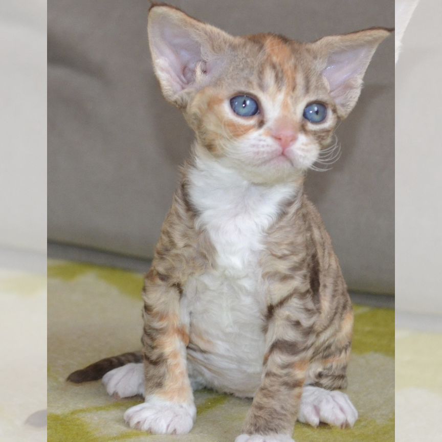 Девон-рекс котёнок