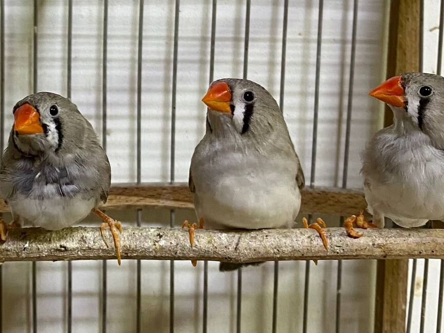 Зебровые амадины