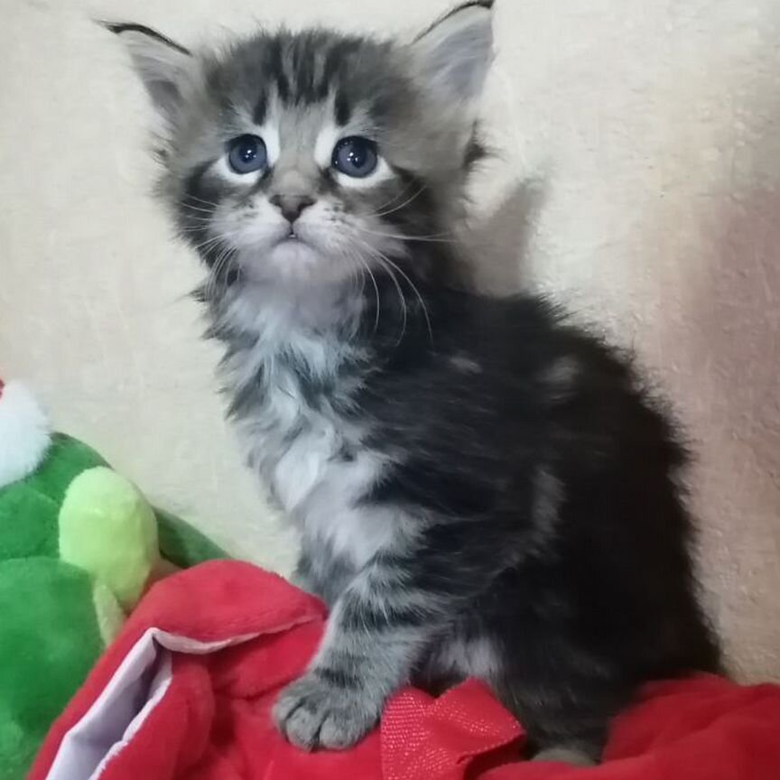 Мейн-кунята