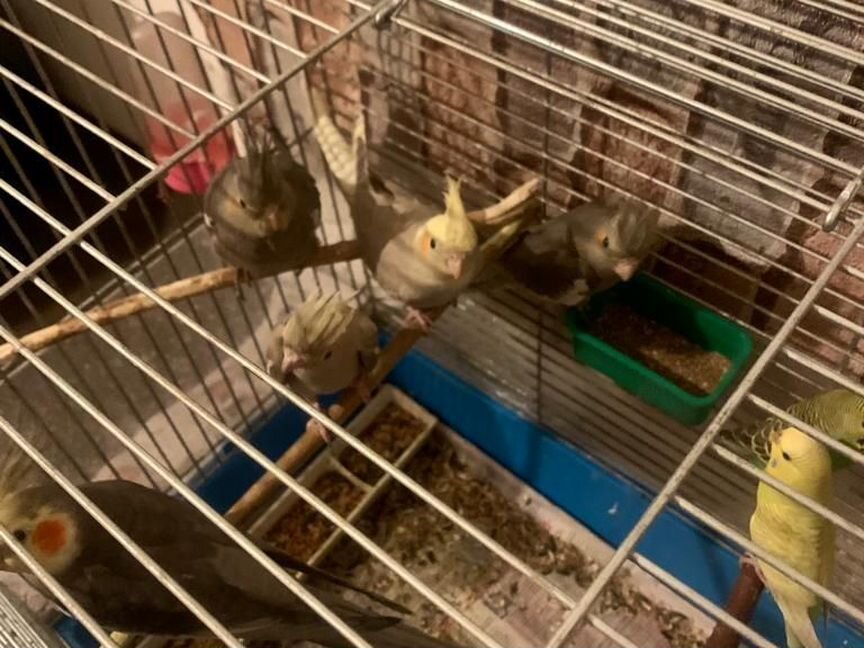 Попугаи Карела валеисти ес