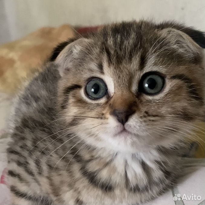 Кошечка (папа скоттиш-фолд, мама канадский сфинкс)