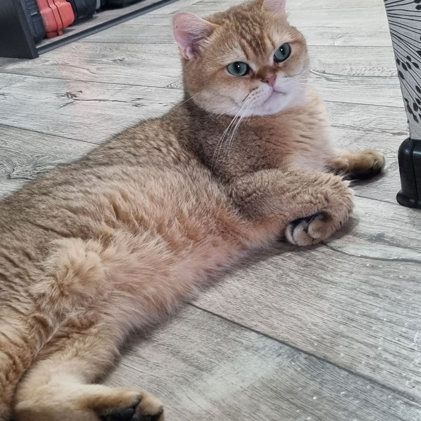 Шотландский прямоухий короткошёрстный, взрослый кот